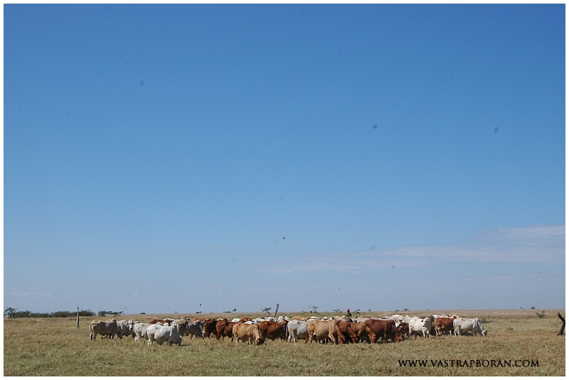 The Boran: God’s Gift to Cattlemen – Vastrap Boran