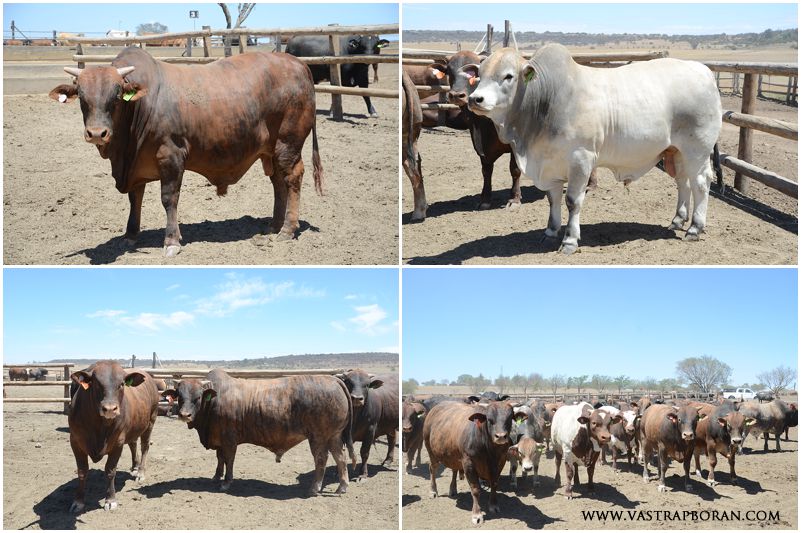The commercial future of the Boran: Cross-breeding – Vastrap Boran