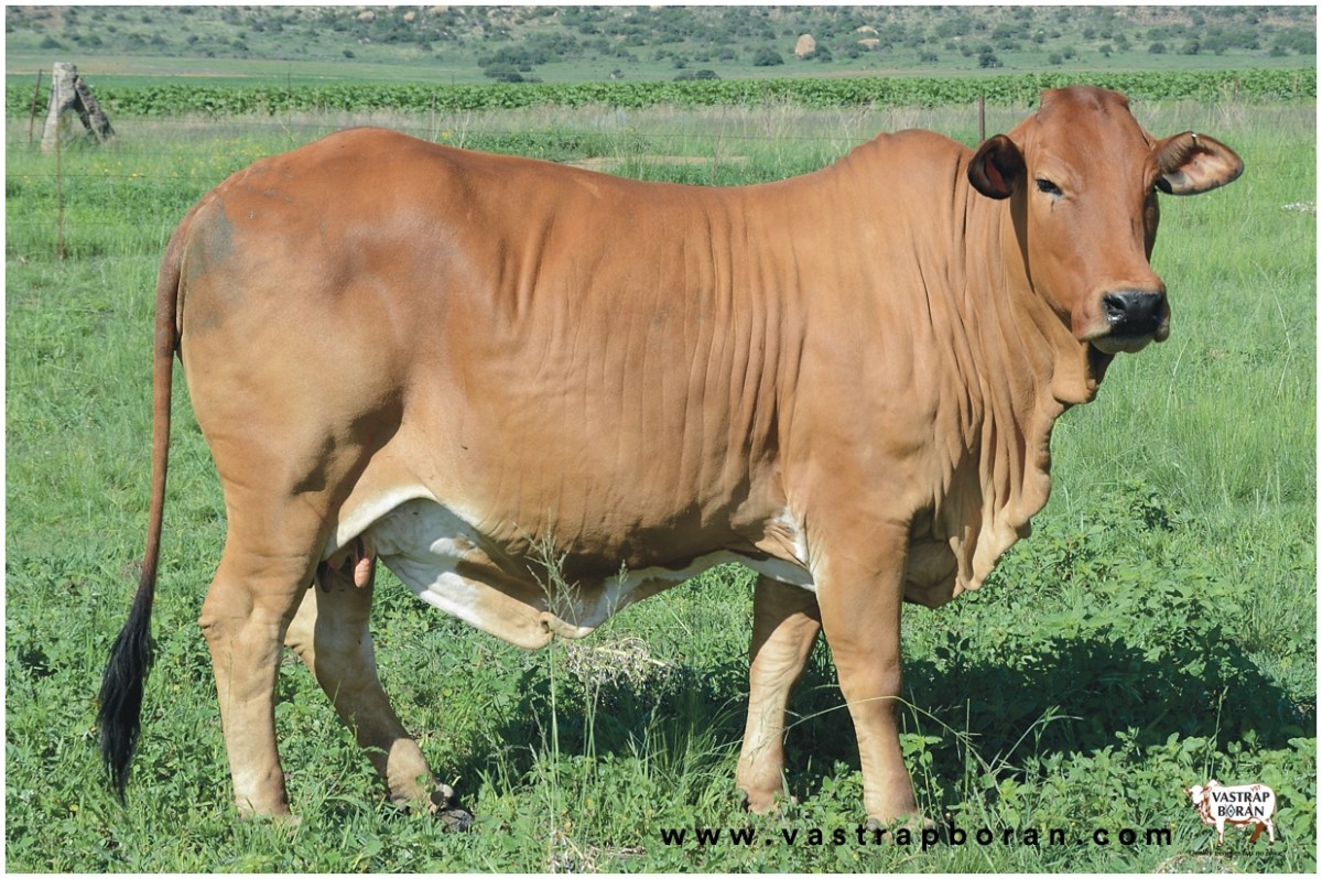 The EVE bloodline – Vastrap Boran