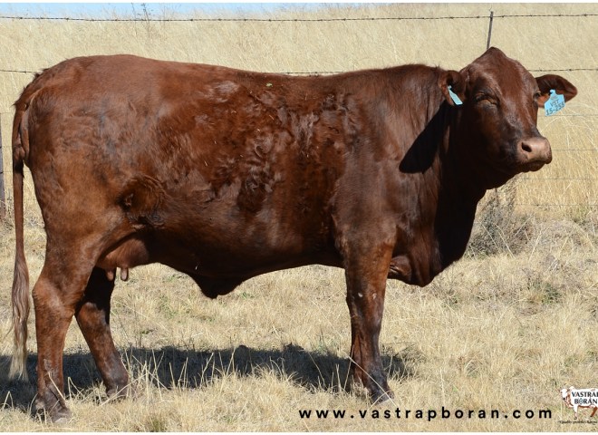 Cross Breeding with Boran – Vastrap Boran