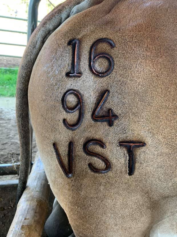 Cattle branding tips – Vastrap Boran