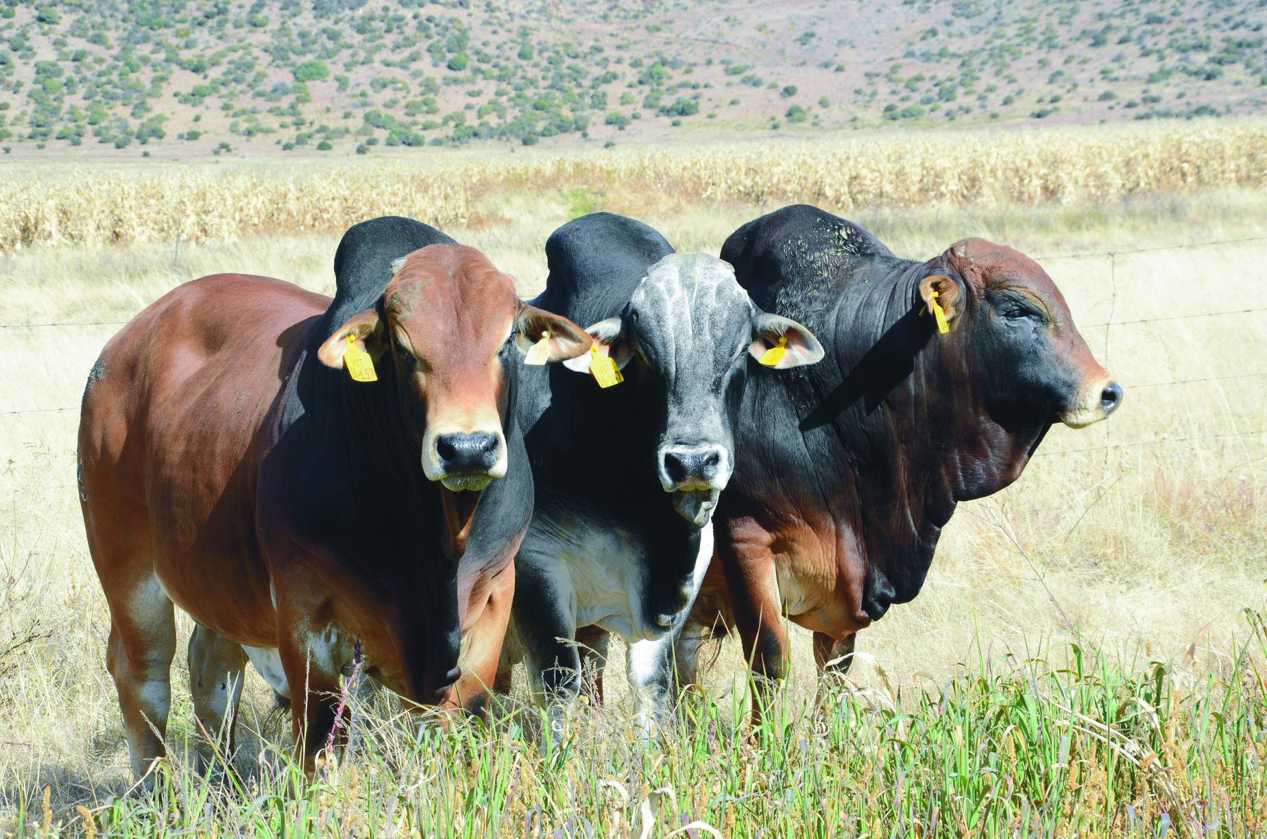 Vastrap Stud Bulls – Vastrap Boran