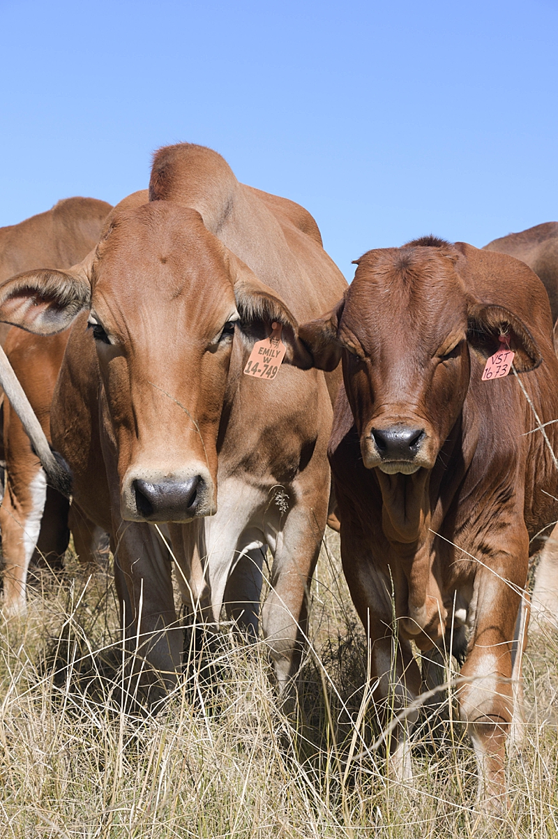 Why the Boran? – Vastrap Boran