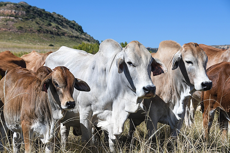 Why the Boran? – Vastrap Boran