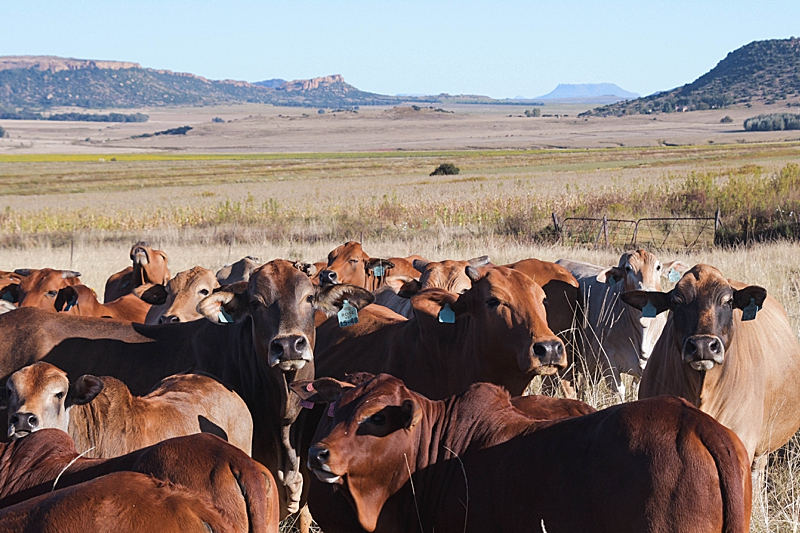 Contact – Vastrap Boran