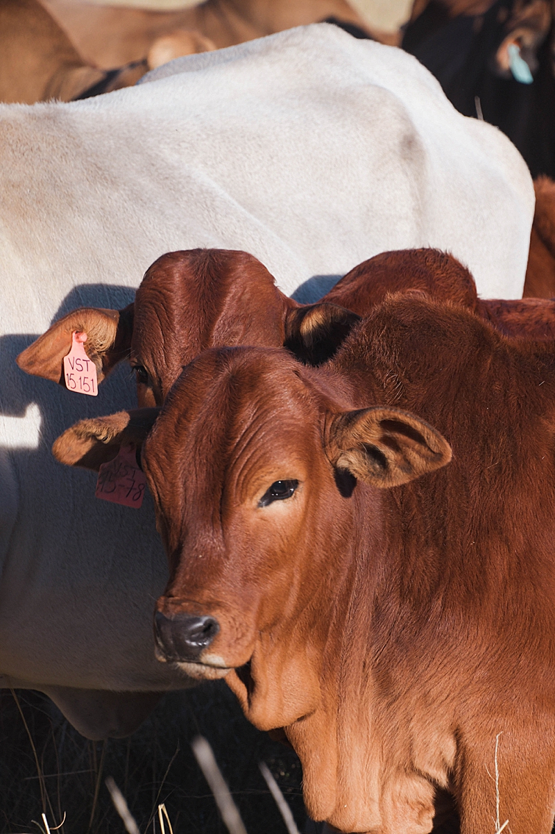 Why the Boran? – Vastrap Boran