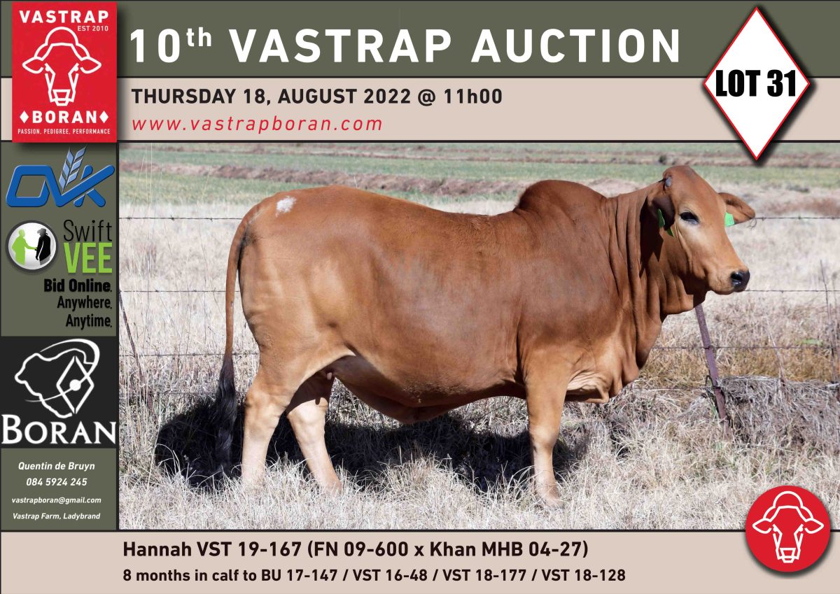Heifer Posters – Vastrap Boran