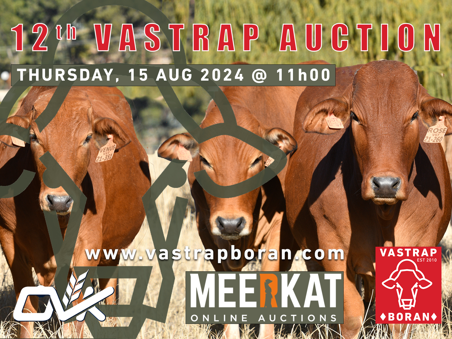 Vastrap Boran – Passion, Pedigree, Performance