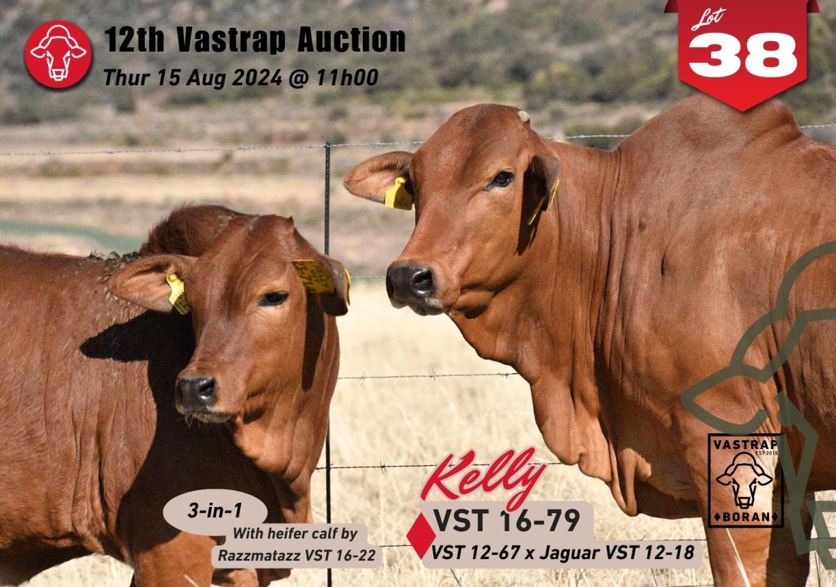 Cows on Offer – Vastrap Boran