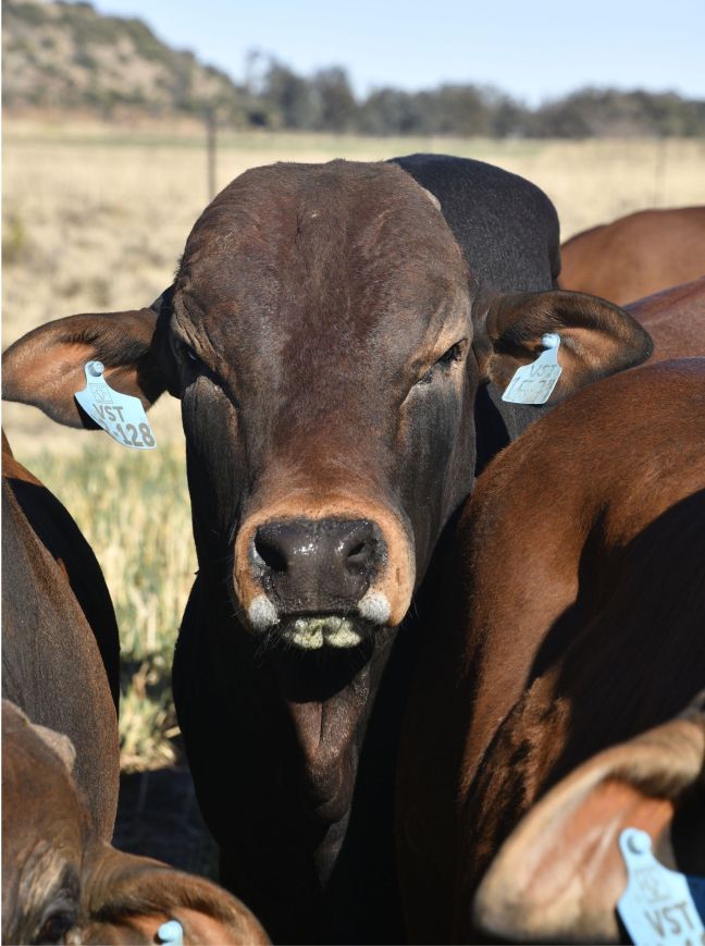 Bulls on Offer – Vastrap Boran
